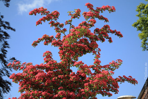Mandelbaum-Foto viele Rosablüten dicht blühender Mandelstrauch Prunus ...